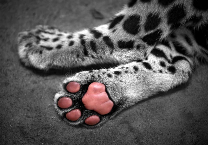 Paws of a Leopard stock photo. Image of predator, mammal - 120976540