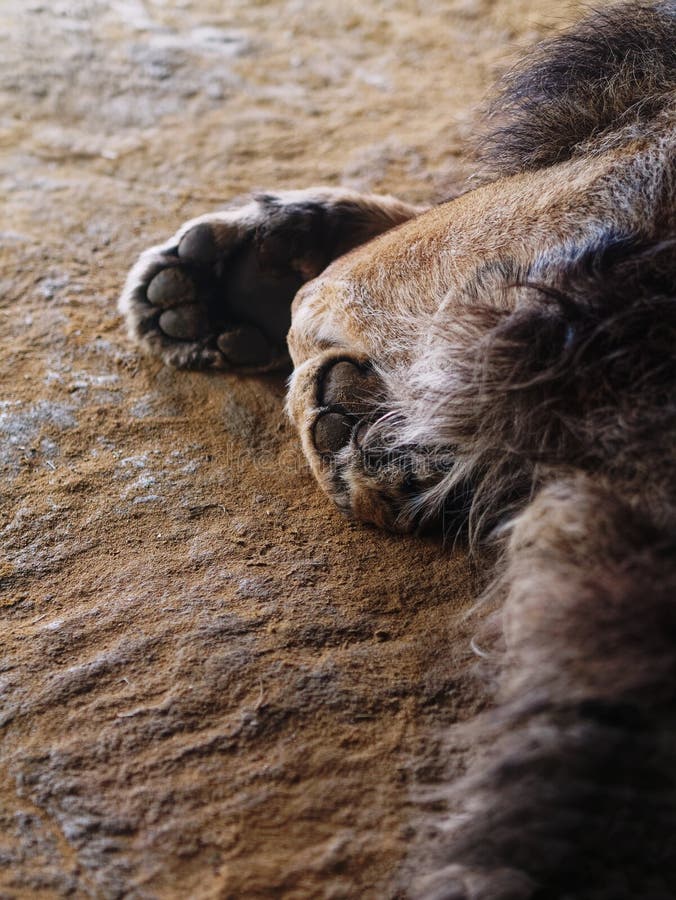 Lion Claw Stock Images - Download 773 Royalty Free Photos