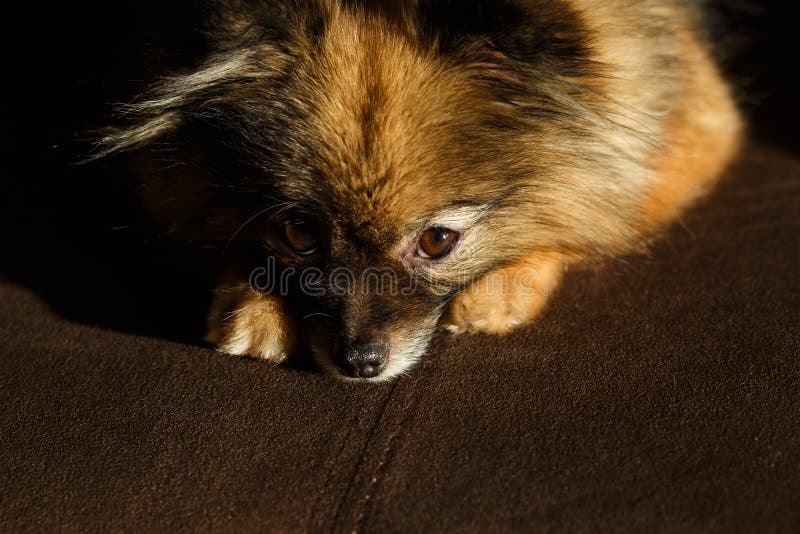 Paws Pomeranian Spitz. Pets View from Above Stock Photo - Image of foot ...