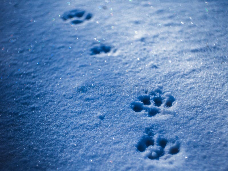 Paws Prints in Snow with Blue Shadows Stock Photo - Image of prints ...