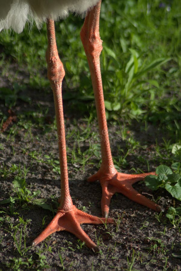 Paws stock photo. Image of stork, claws, white, paws - 53806044
