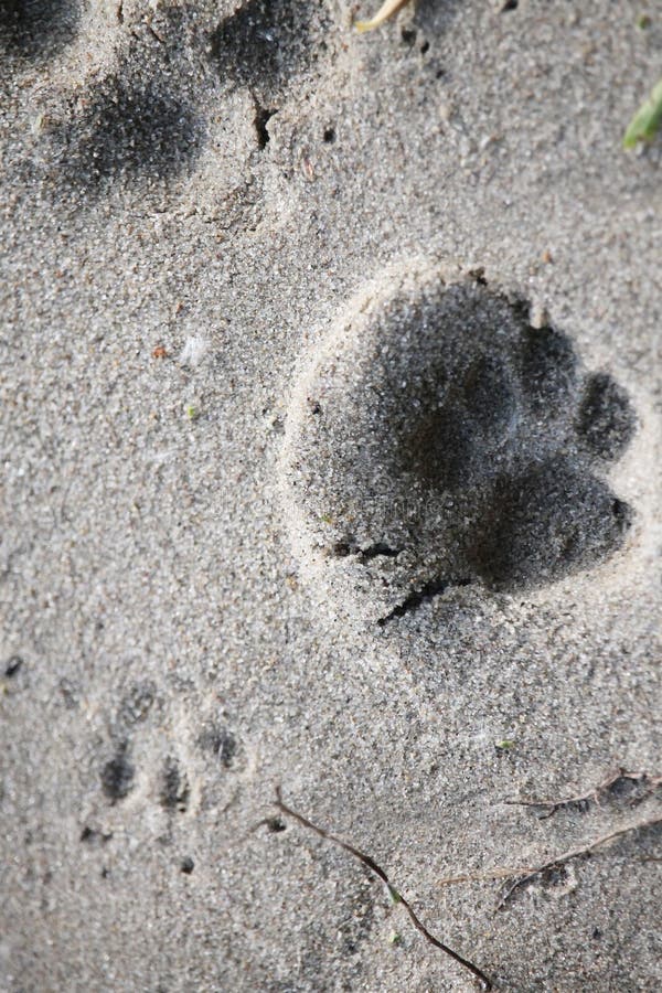 Paws in the sand stock photo. Image of walk, mammal, nature - 92725386