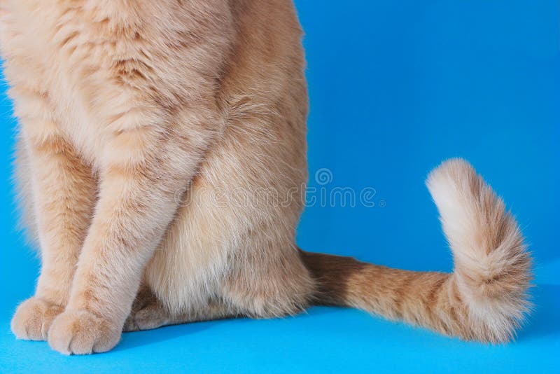 Paws of a Red Cat Close-up. Pet Stock Photo - Image of curtain, kitten ...