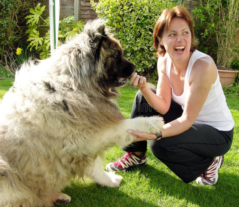 Pawshake stock photo. Image of outdoors, akita, close - 2137438