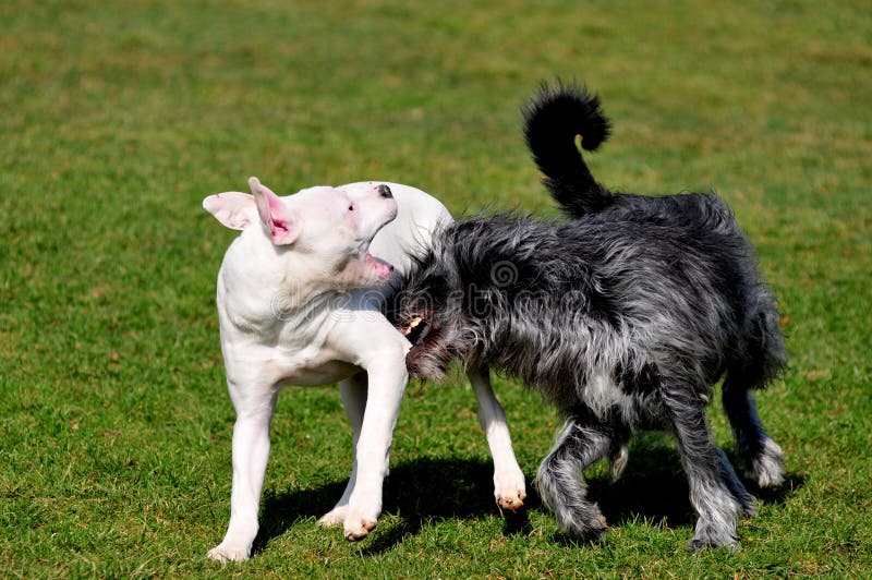 Paying dogs stock image. Image of friend, looking, guarding - 4568247