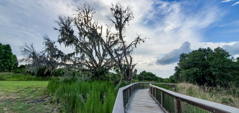 Paynes Prairie Preserve State Park in Florida Stock Image - Image of ...