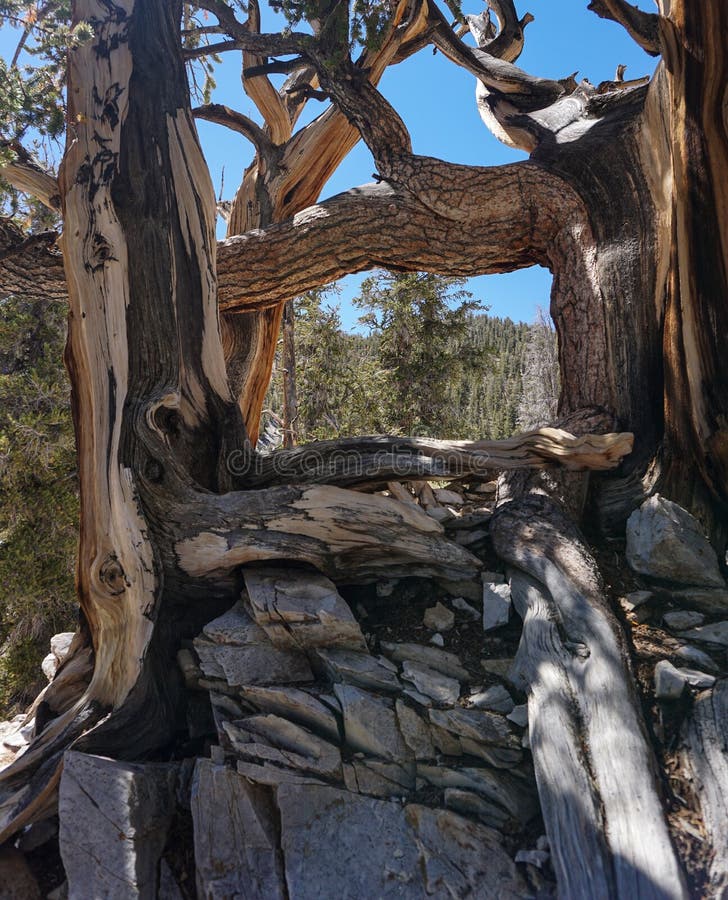 80,070 Photos de Forêt Vive - Photos de stock gratuites et libres de ...