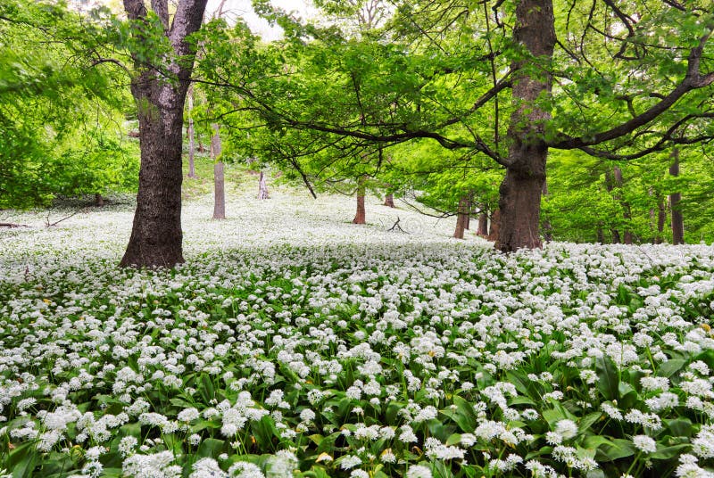 Paysage De Vert Forêt Avec L'arbre Et Les Fleurs Blanches Photo stock ...