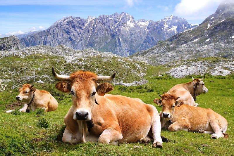 Paysage Pittoresque De Nature Avec La Vache Photo stock - Image: 42358866