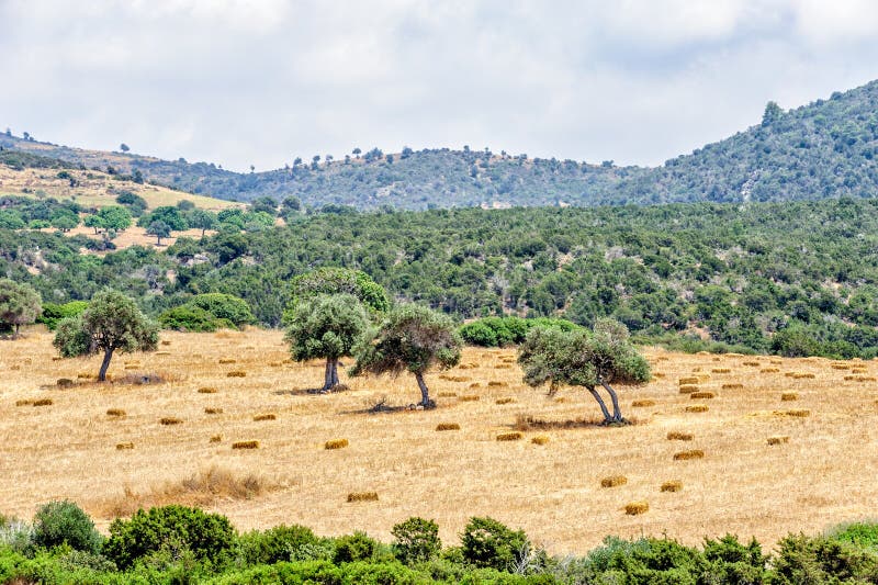 Paysage Rural Typique De La Chypre Image stock - Image du cordon ...