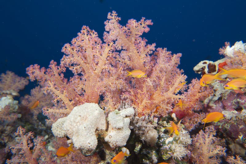 Paysage Sous-marin De La Mer Rouge Photo stock - Image du paradis ...