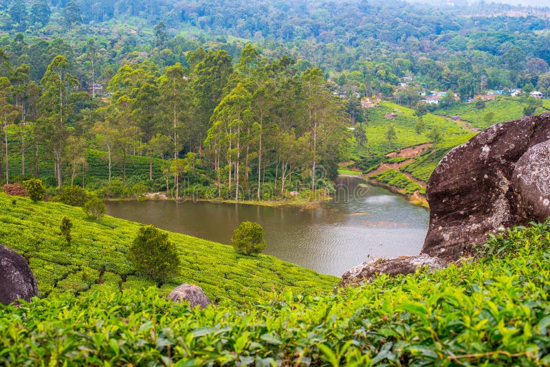 Paysage Tropical Du Kerala, Inde Du Sud Photo stock - Image du nature ...