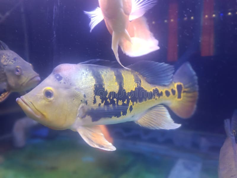 Pbass monoculus in action stock photo. Image of pbass - 263492598