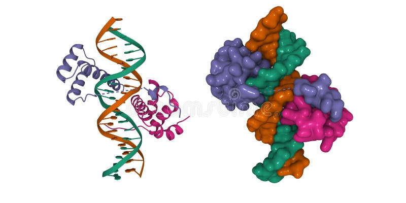Pbx1, Homeobox Protein HOX-B1-DNA Ternary Complex Stock Illustration ... Pbx1, Homeobox Protein HOX-B1-DNA Ternary Complex Stock Illustration ...