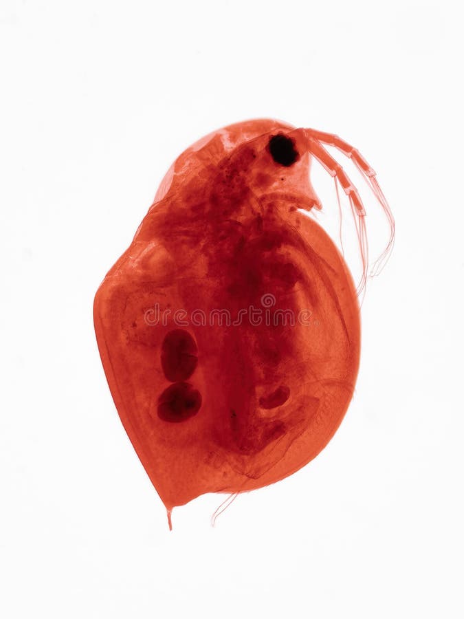 PC210091 Water Flea, Daphnia Sp., Prepared Microscope Slide, 10x ...