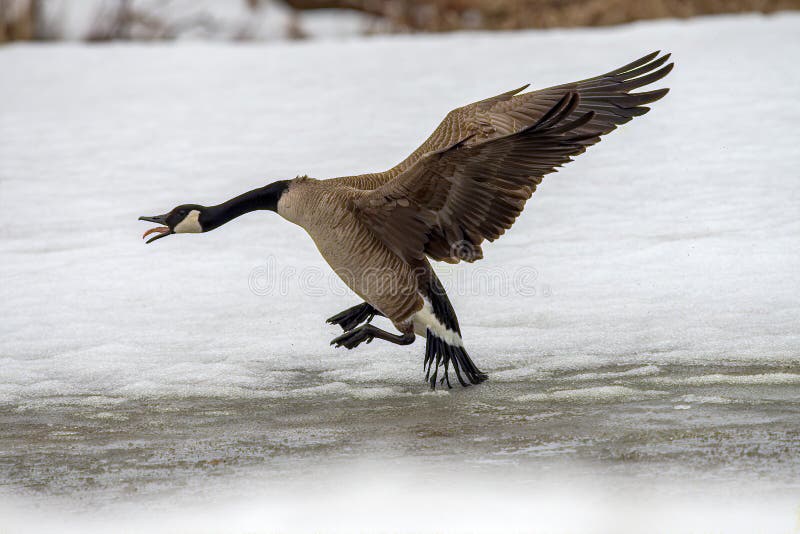 PCanada Goose Angry in Spring Stock Image - Image of canada, pcanada ...
