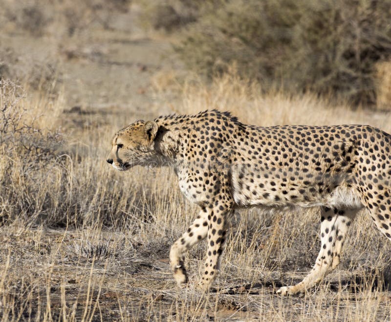 A Pciture of a Cheeta in Savannah Stock Image - Image of grass, pair ...