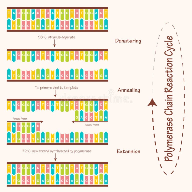 Pcr Cycle Stock Illustrations – 21 Pcr Cycle Stock Illustrations ...
