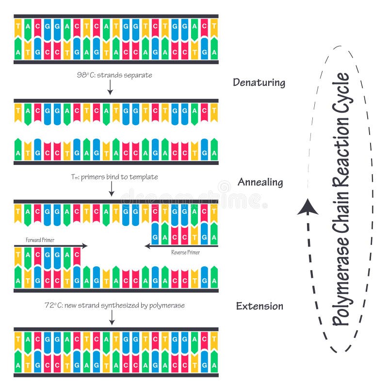 Pcr Diagram For Kids