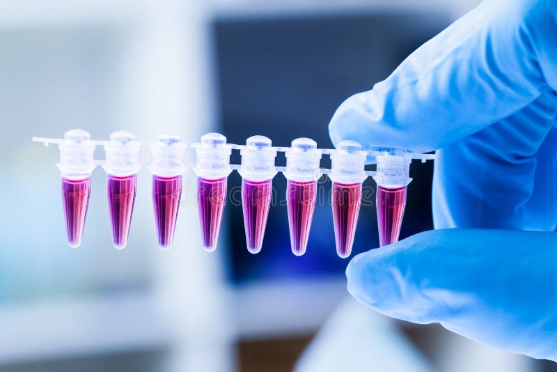 PCR Strip in a Genetic Laboratory Holds Hands in Gloves Stock Photo ...