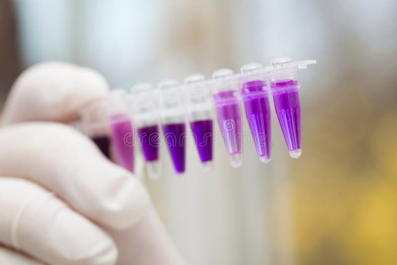 PCR Strip Test Tube in the Laboratory Stock Photo - Image of chemical ...
