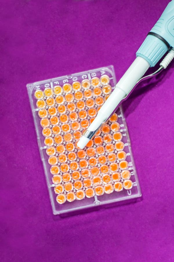 Pcr Well Plate on 96 Well Microplate with Biological Samples Stock ...