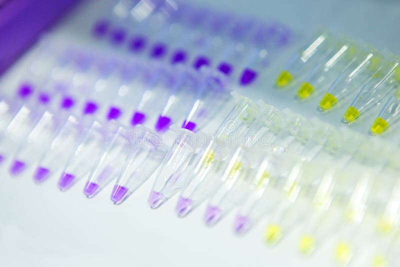 Pcr Well Plate Microplate with Biological Samples Stock Photo - Image ...