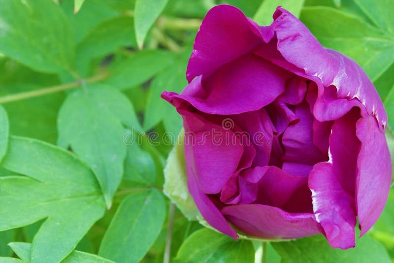 Peônia roxa imagem de stock. Imagem de parque, verde - 92603267