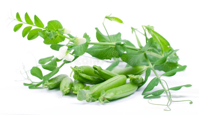 Pea stock photo. Image of vegetable, single, sweetpea - 17183314