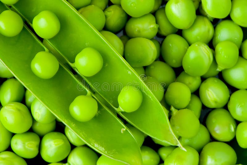 Pea plant stock photo. Image of food, tasty, veggy, commercial - 26759510