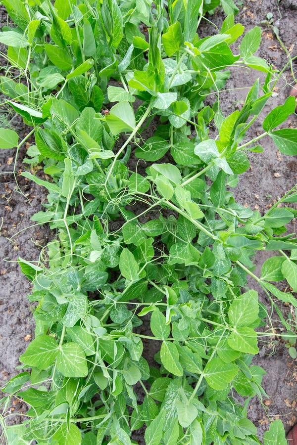 Pea bush on the ground stock photo. Image of bush, flower - 88041638