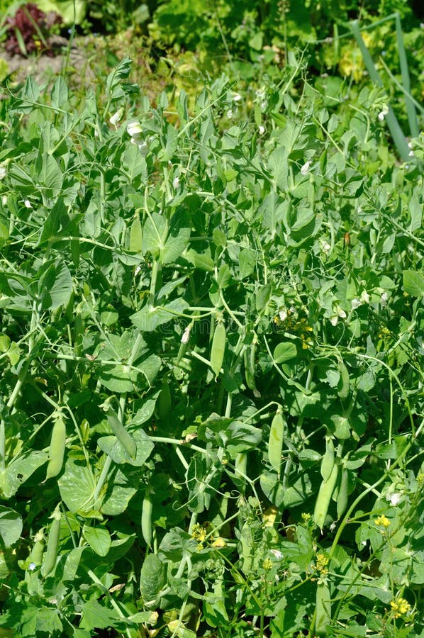 Pea crop stock image. Image of agricultural, cultivating - 135402629