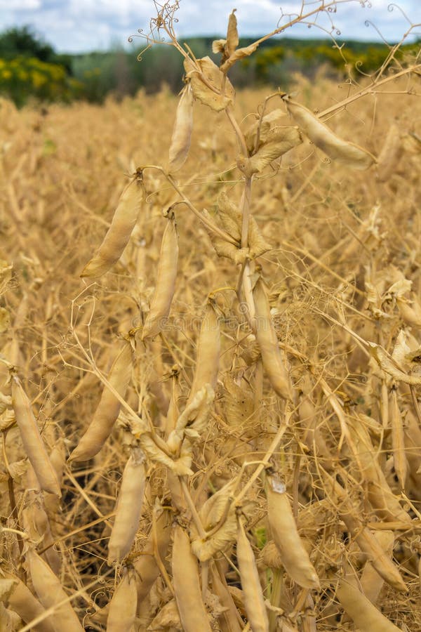 Yellow Peas Plant on Dry Cracked Earth Stock Photo - Image of dirt ...