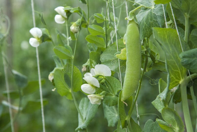 Pea crop stock image. Image of farm, peas, ground, cousine - 62210163