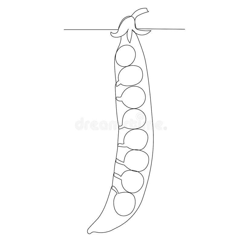 Pea Drawing by One Continuous Line, Sketch Stock Vector - Illustration ...