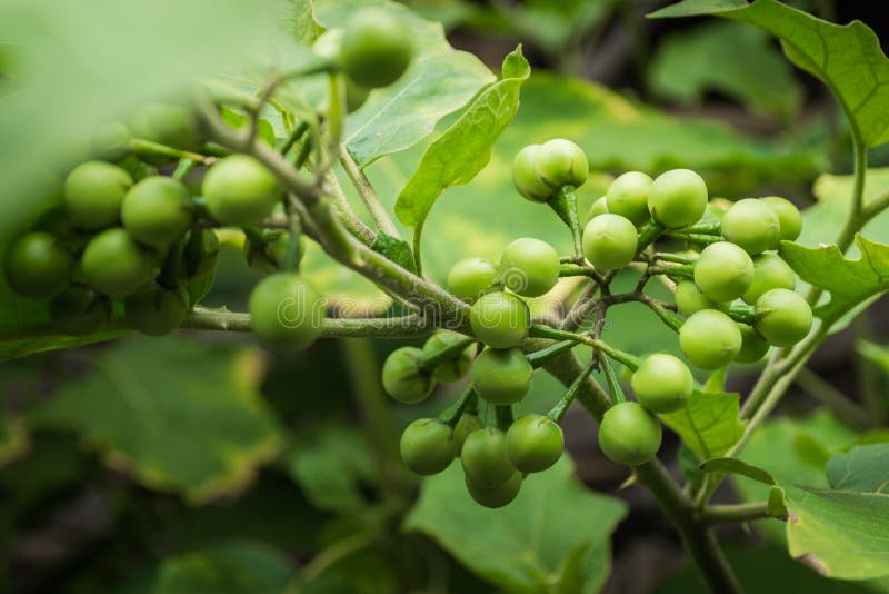 Pea Egg Plant or Devil S Fig Stock Image - Image of nature, herb: 32377253