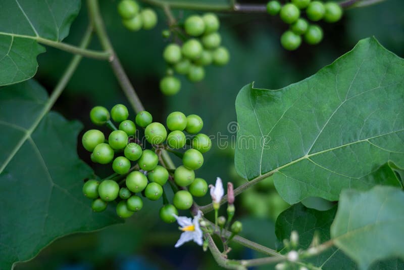 Pea Eggplant Turkey Berry Growing on Tree Stock Photo - Image of ...