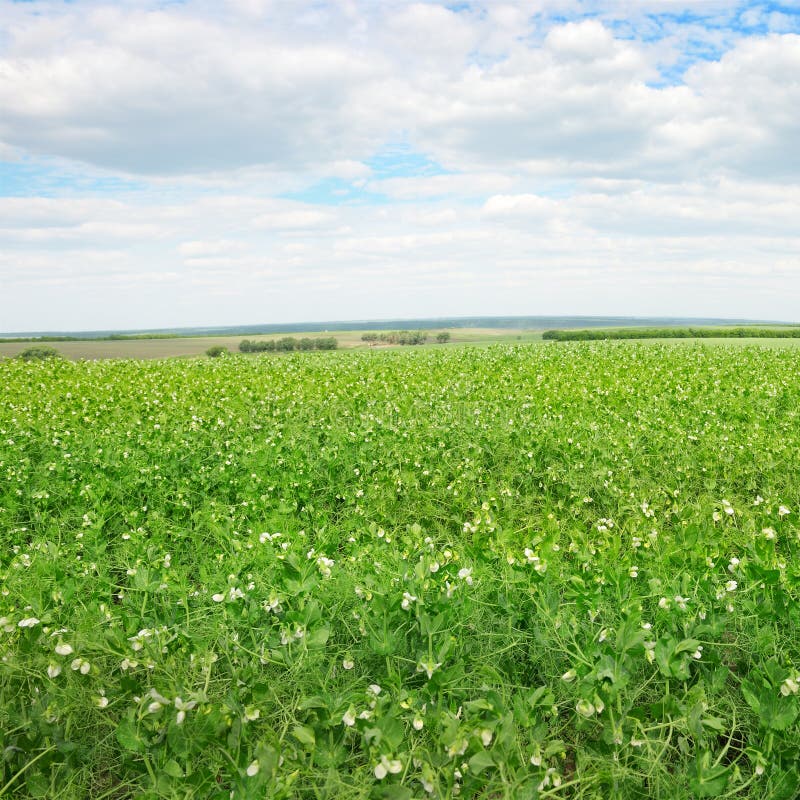 Pea field stock image. Image of farming, pasture, grassland - 47703111