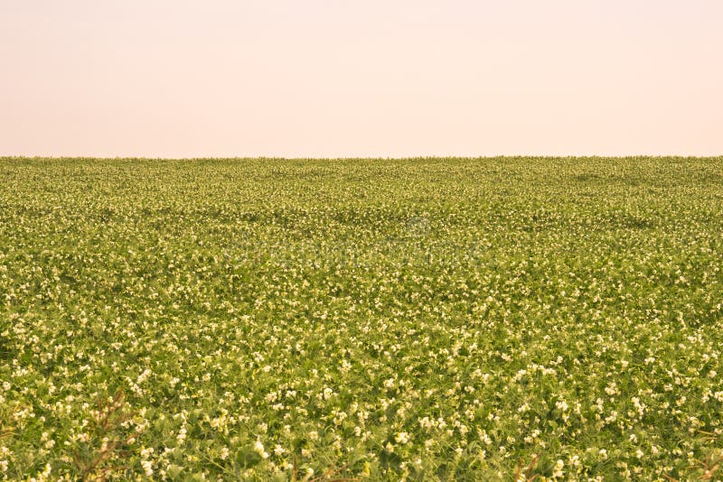 Pea Field Landscape stock photo. Image of green, healthy - 77058648