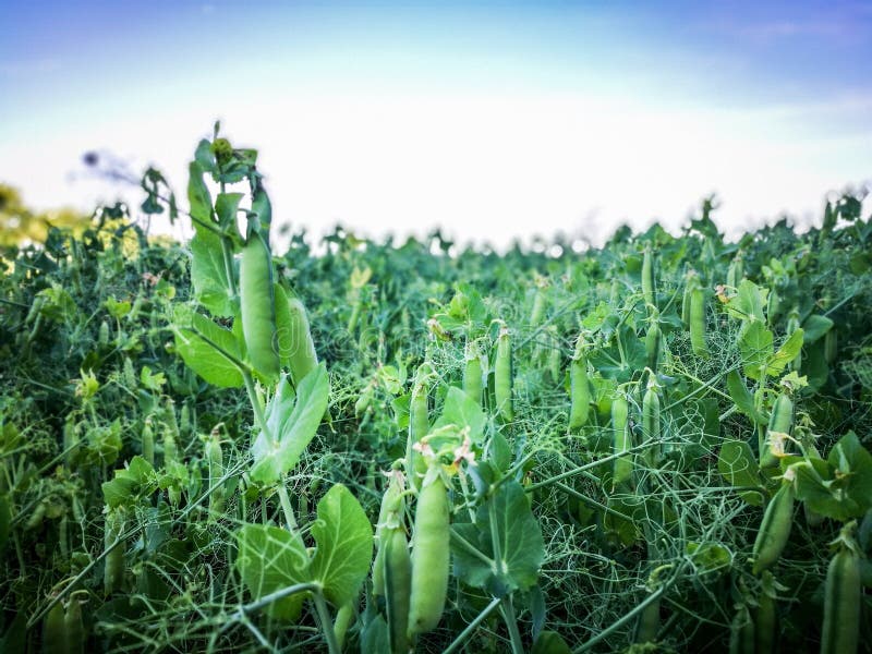 Canola Farm Field, Saskatchewan Canada Stock Photo - Image of flower ...