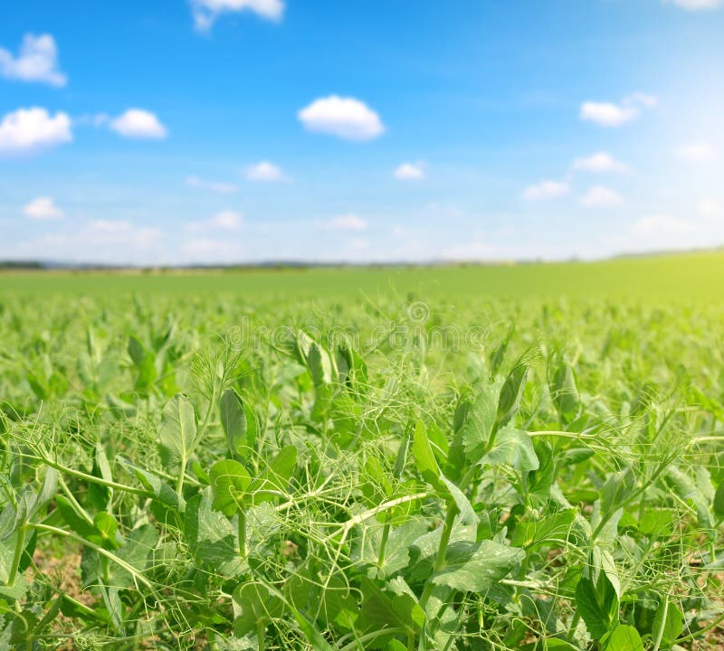 Pea field stock image. Image of springtime, rural, farming - 72230743