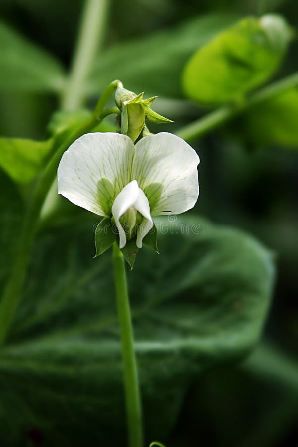 Pea flower stock image. Image of colour, color, summer - 210911