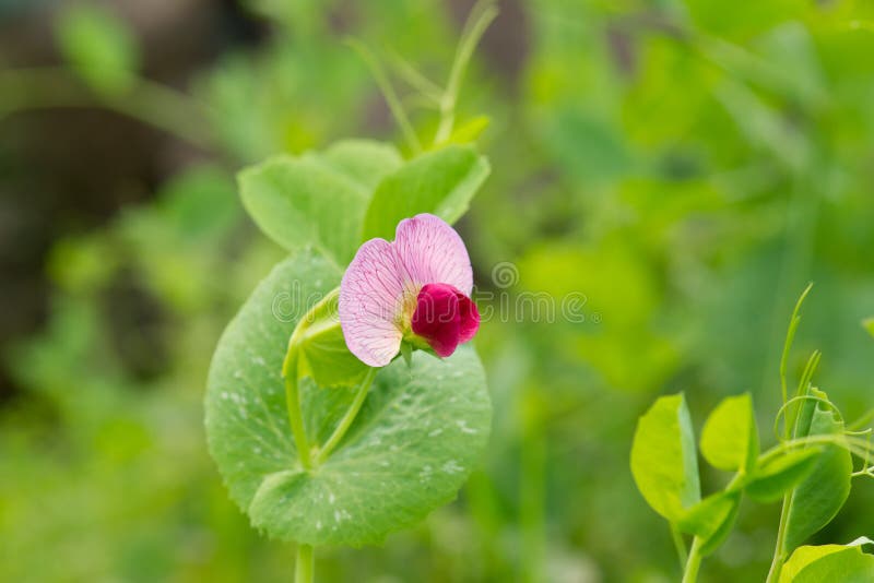 Pea flower blooming stock photo. Image of nature, beautiful - 24278502