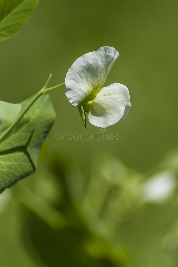 Pissum Sativum Stock Photos - Free & Royalty-Free Stock Photos from ...