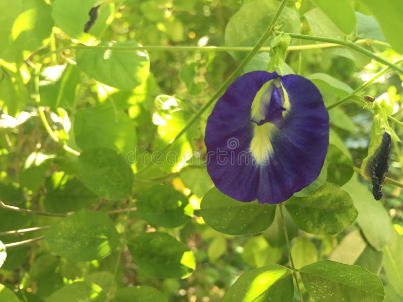 Pea flower in Thailand stock photo. Image of thailand - 61210796