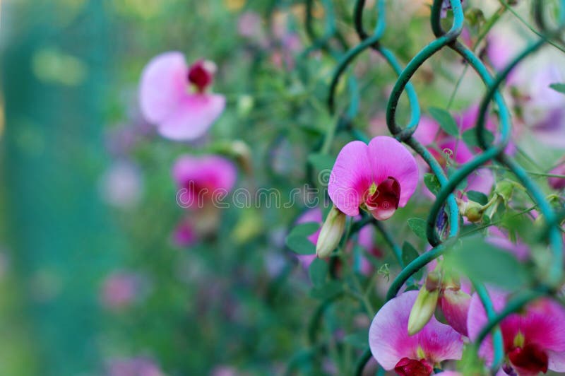 Floral Tendril, Flowers, Purple Stock Vector - Illustration of frame ...