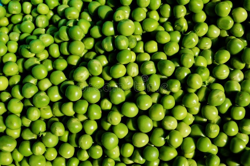 Pea grains stock image. Image of cooking, farming, produce - 93691447