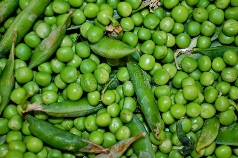 Pea grains stock photo. Image of pods, grain, colour - 93744802