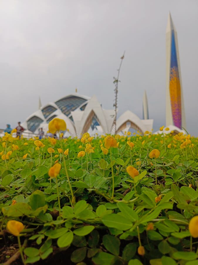 Pea Grass with Yellow Flowers at the Al Kabar Mosque, Bandung, West ...