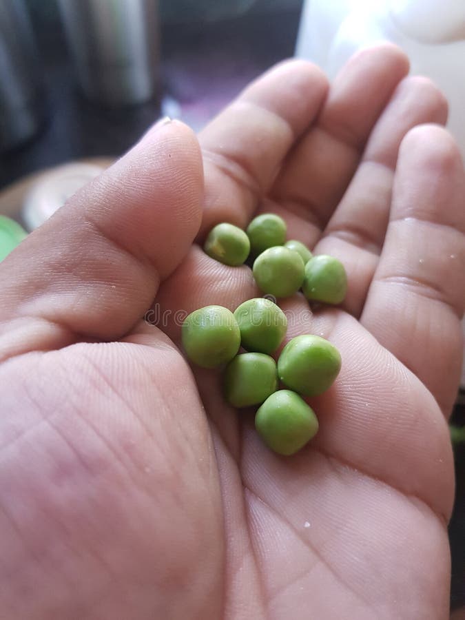 Pea in hand stock photo. Image of vegetable, snow, peapods - 21210596